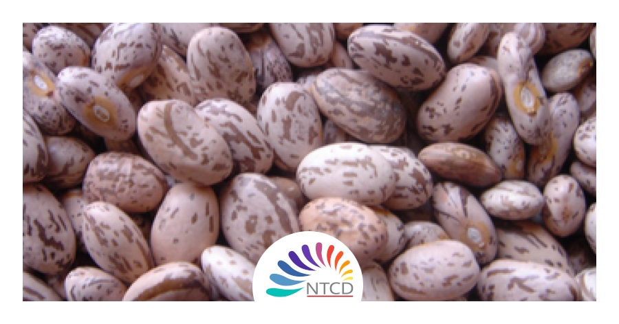 Contribuyen programas prioritarios a elevar producción de granos ...