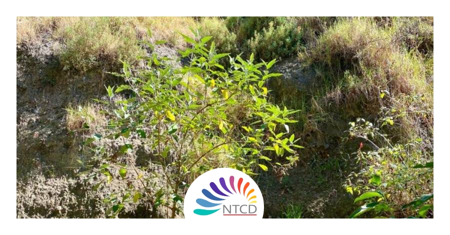 Regresa la flora y fauna a barranca de Tarango con proyecto de ...